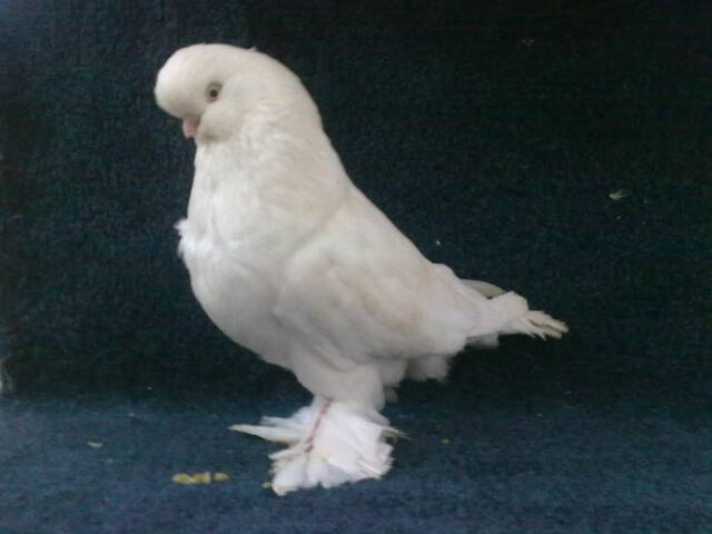 Bathroom World Arab: Some images and information for pigeons long face