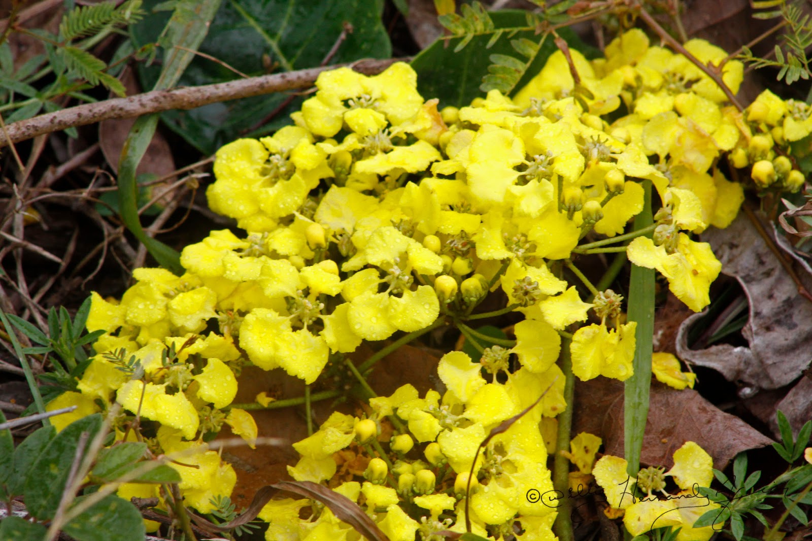 Flora de Puerto Rico Ilustrada Papo Vives: MALPIGHIACEAE STIGMAPHYLON ...