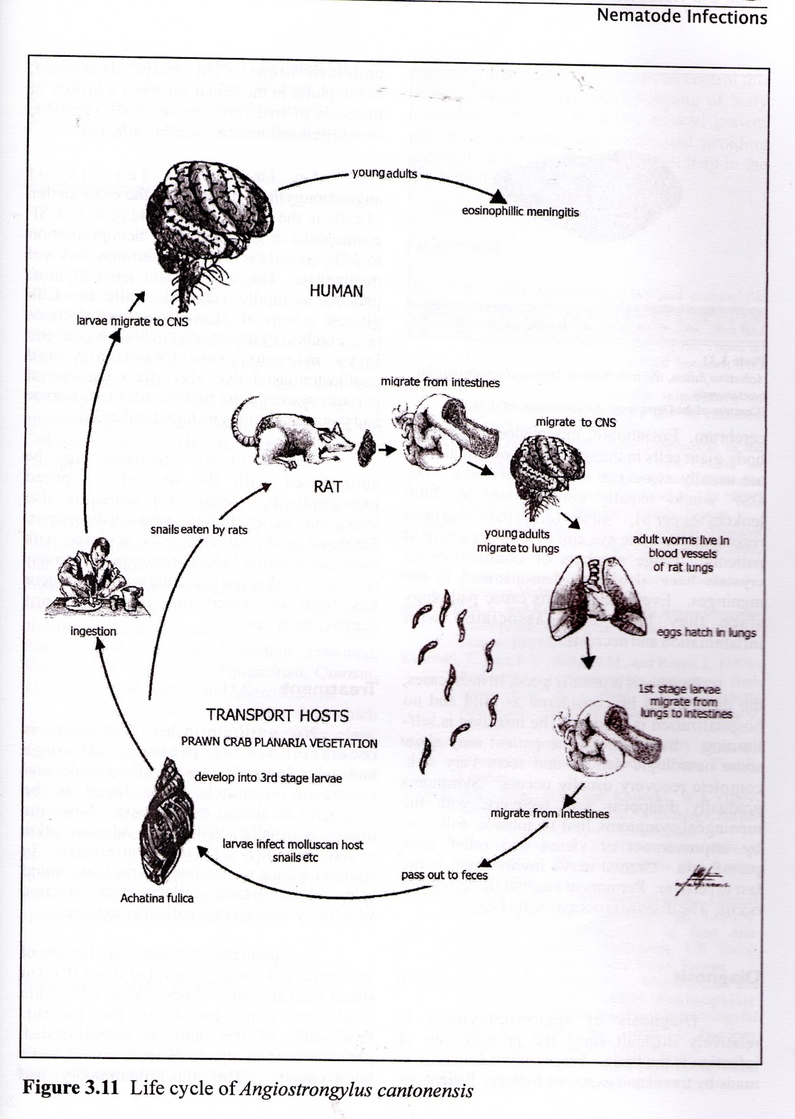 HISTOLOGY ATLAS 3D FOR MEDICAL STUDENTS.