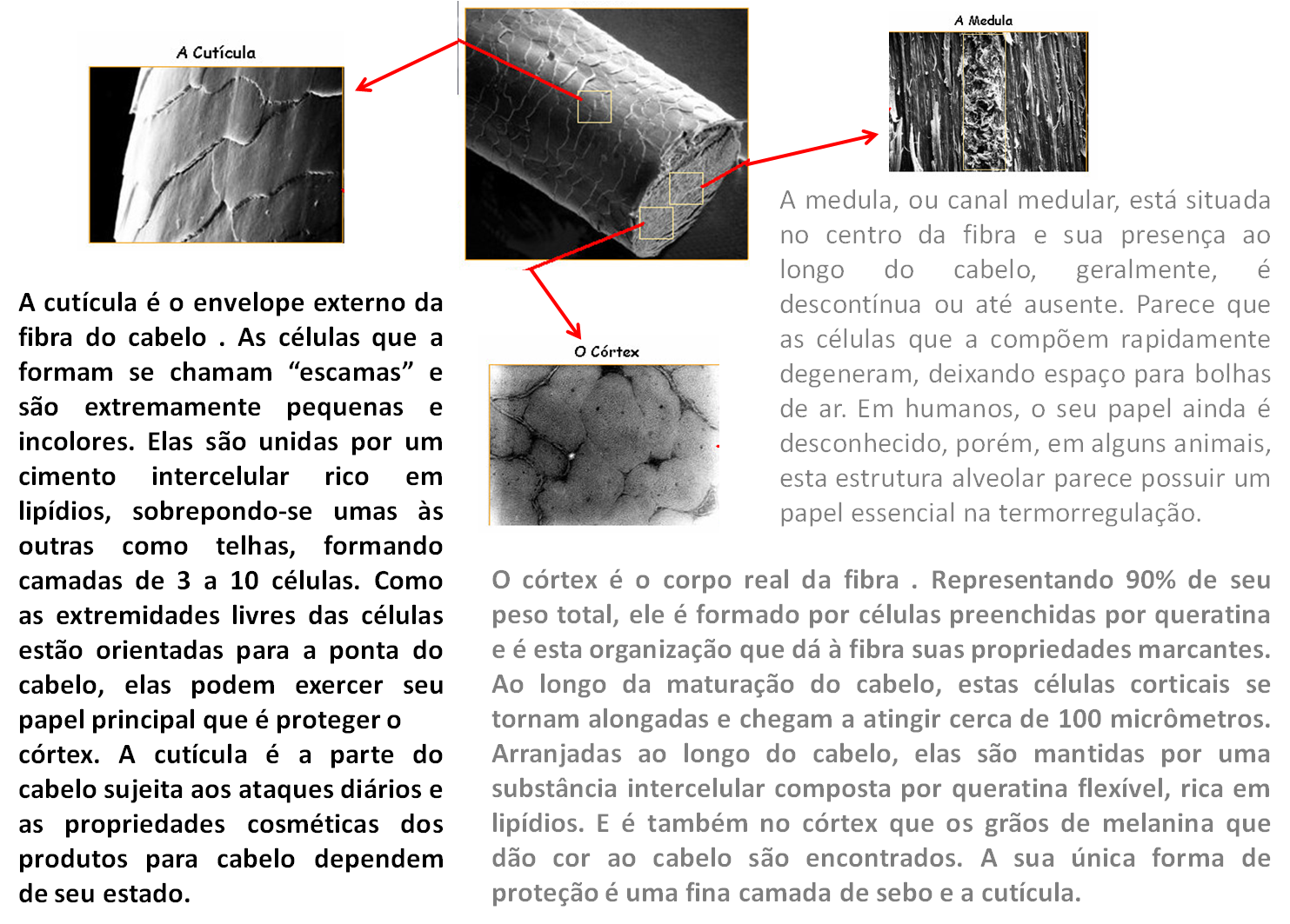 ESTRUTURA DA FIBRA CAPILAR