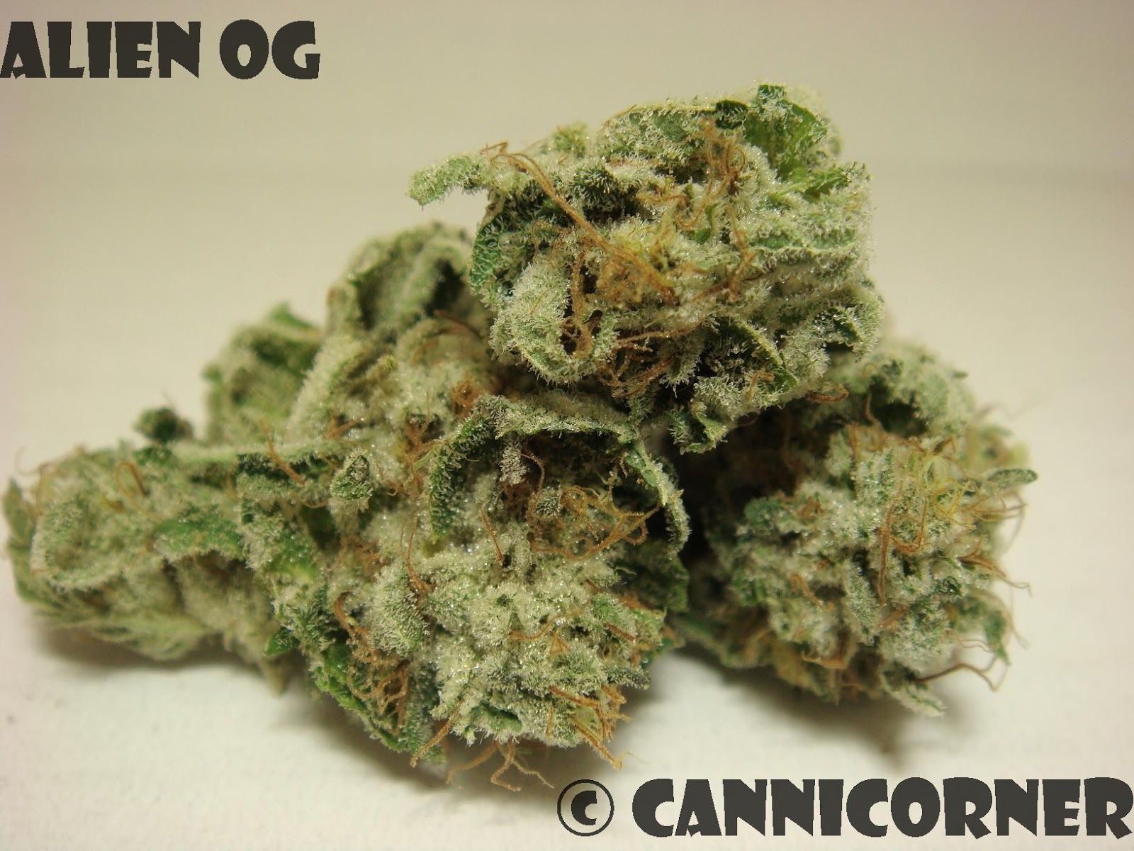 CanniCorner: Alien OG (Alien Kush x OG)