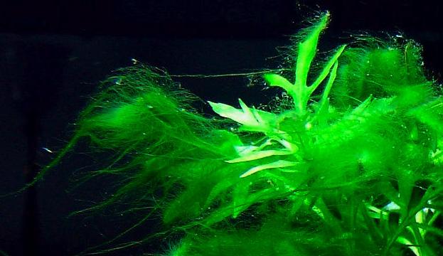 La vie de mon aquarium: algue verte filamenteuse