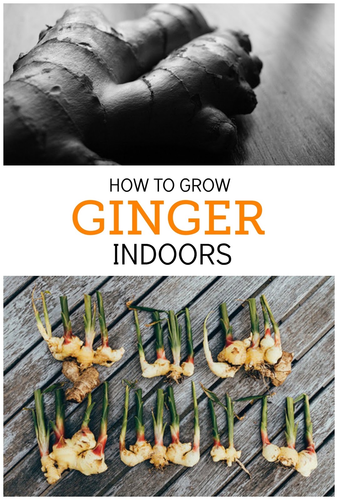 How to Grow Ginger Indoors ~ Gardening Stuff
