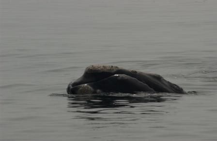 RESURGENCE & ECOLOGIST BLOGS: The North Atlantic Right Whale