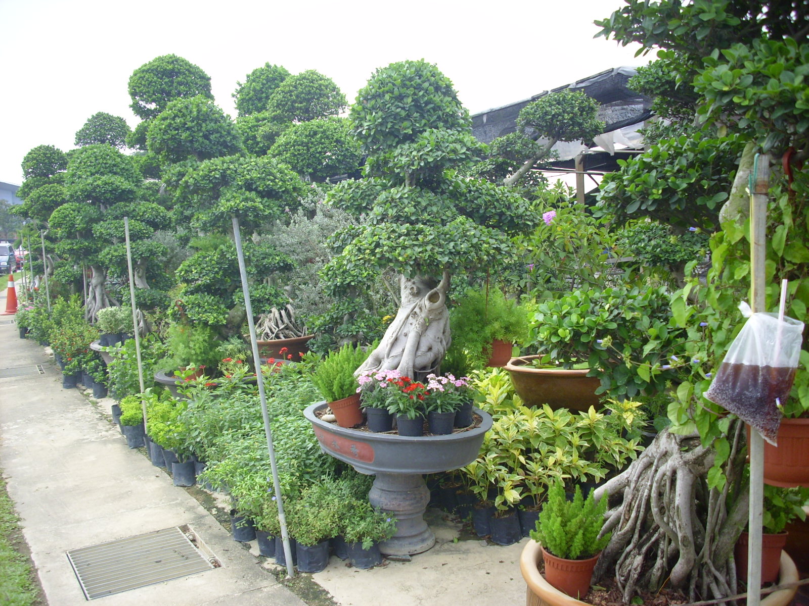 DIARI DIELA: Nursery Bunga Sungai Buluh