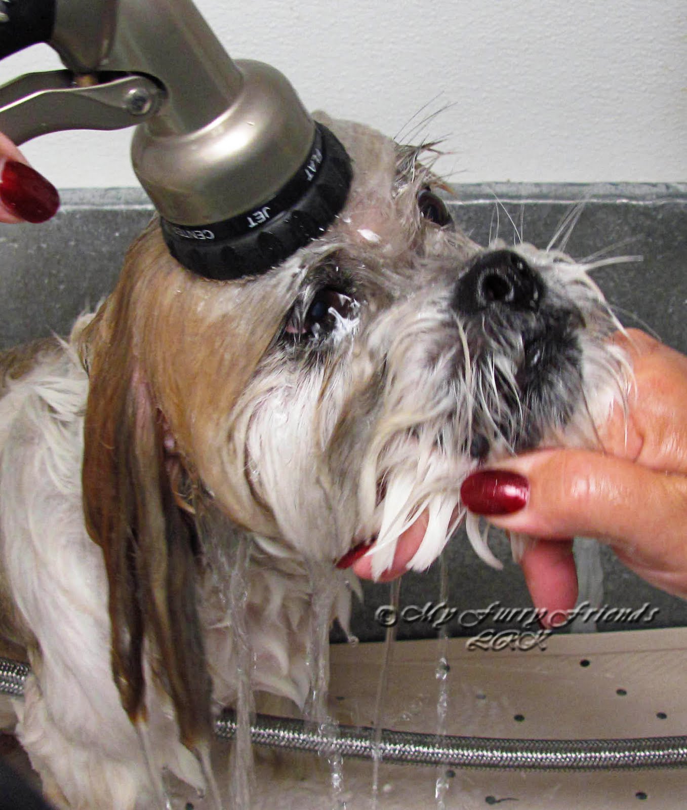 Pet Grooming: The Good, The Bad, & The Furry: Answers to Questions 1-10