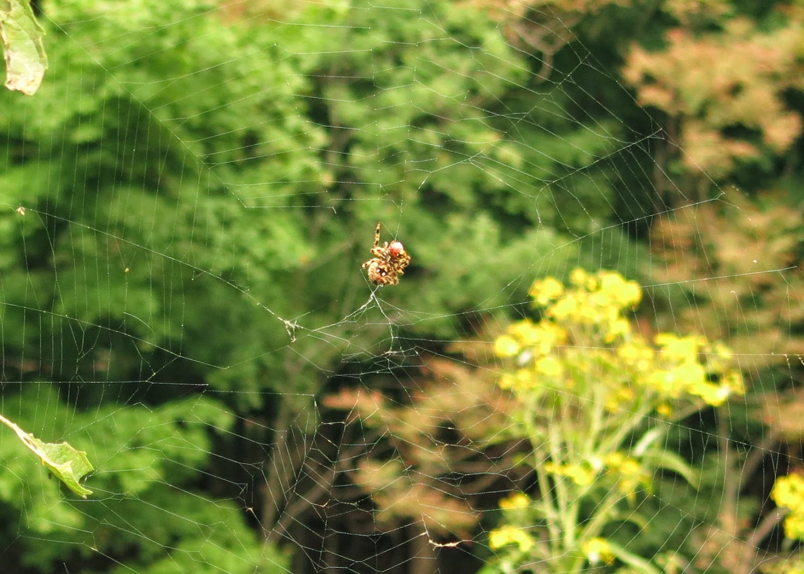 ifthethunderdontgetya™³²®©: Deer Spider