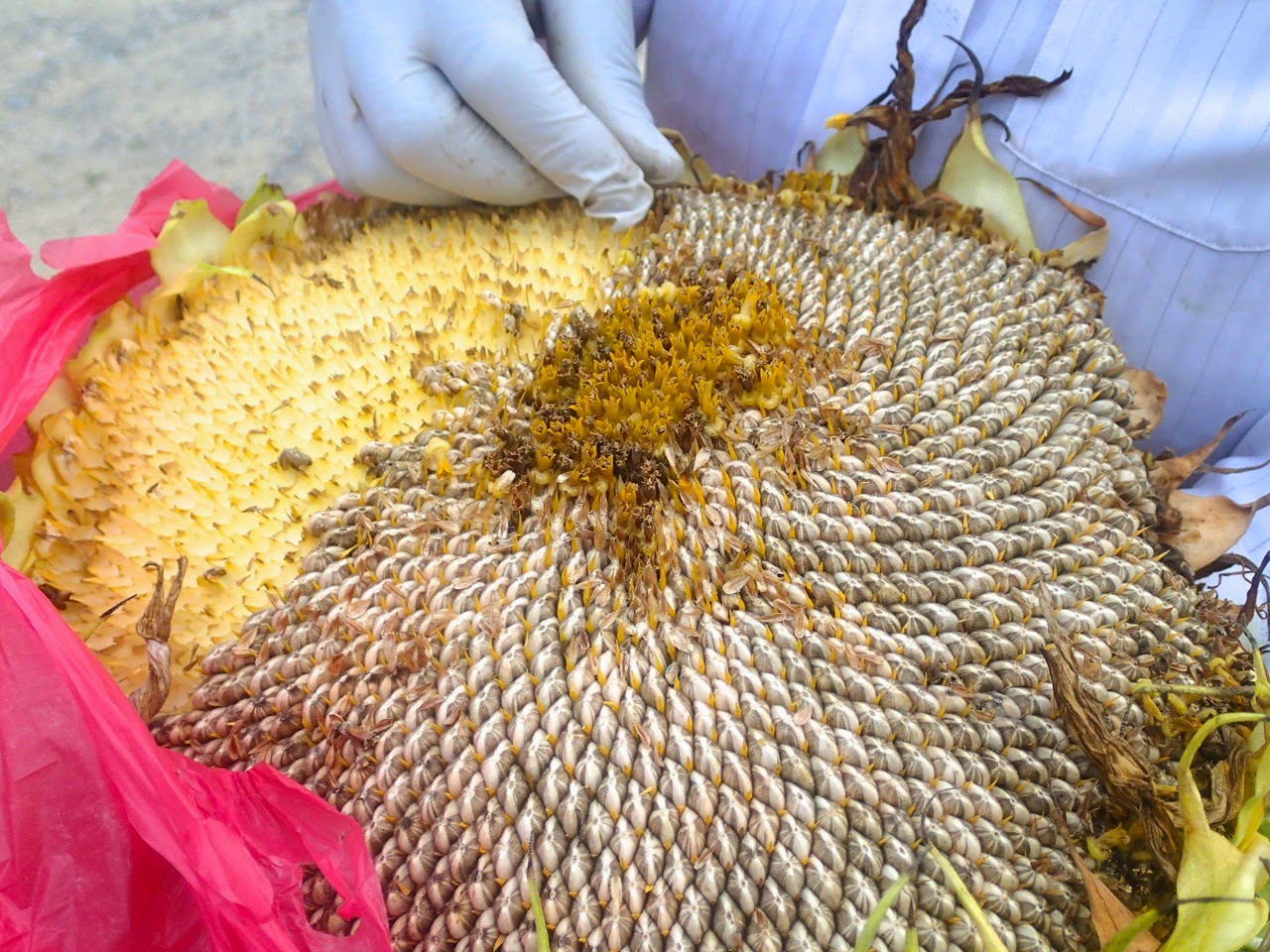 Green STEM Learning: Count Your Sunflower Spirals - and Fibonacci and ...