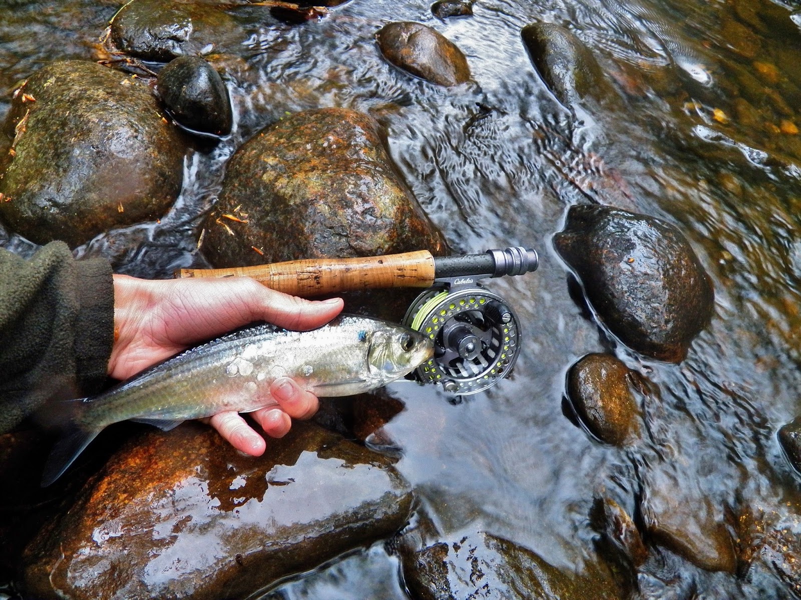 Connecticut Fly Angler: Shad and Herring