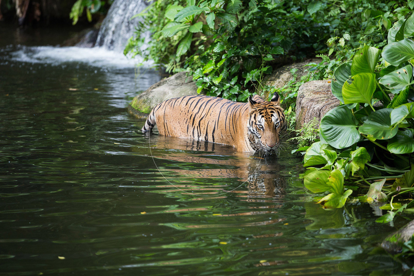 A Photographer's View: Orange Bengal Tiger at Singapore Zoo