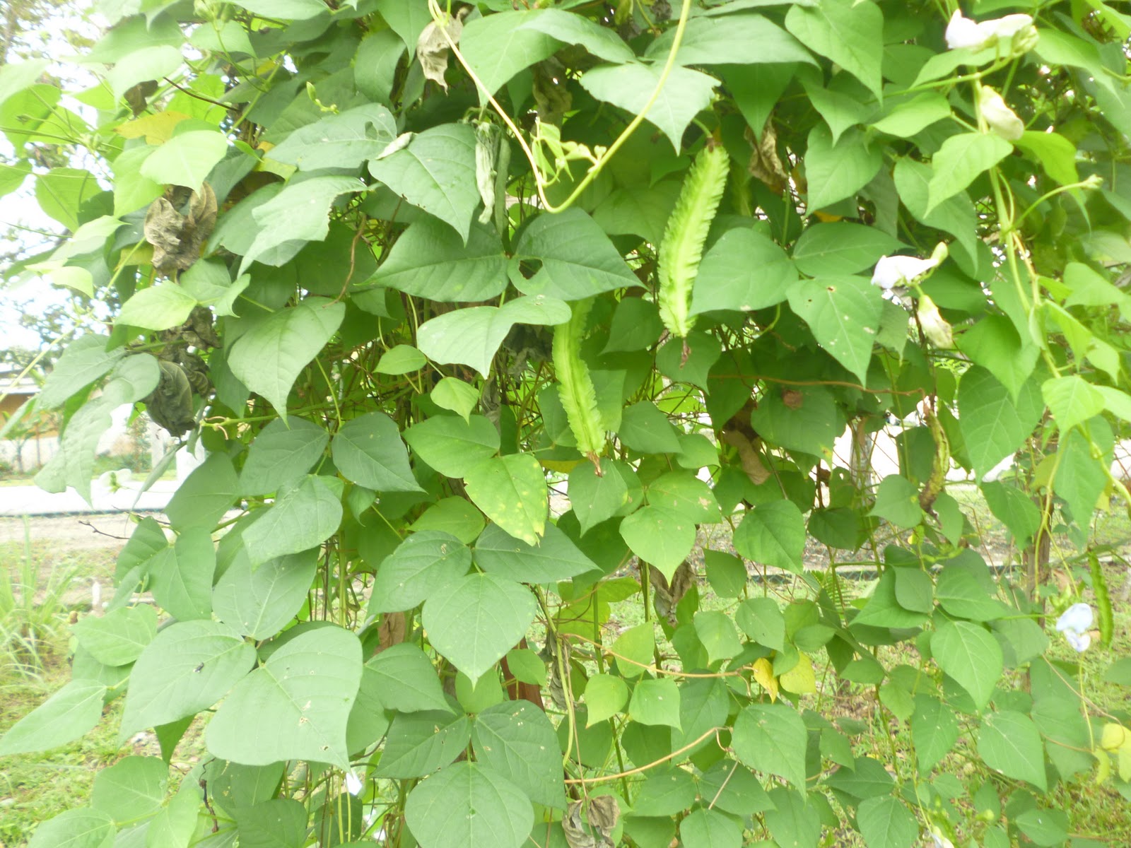 PENDIDIKAN KHAS - Kemahiran Hidup: Pokok sayur