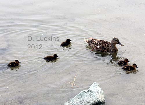 Killdeers, Phoebes and Finches (and Ducks!): Down to 5 ducklings, 1 sick