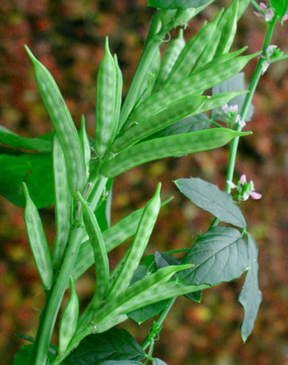 GUAR GUM INFORMATION AND GUAR GUM CULTIVATION IN INDIA: GUAR PHOTO GALLERY