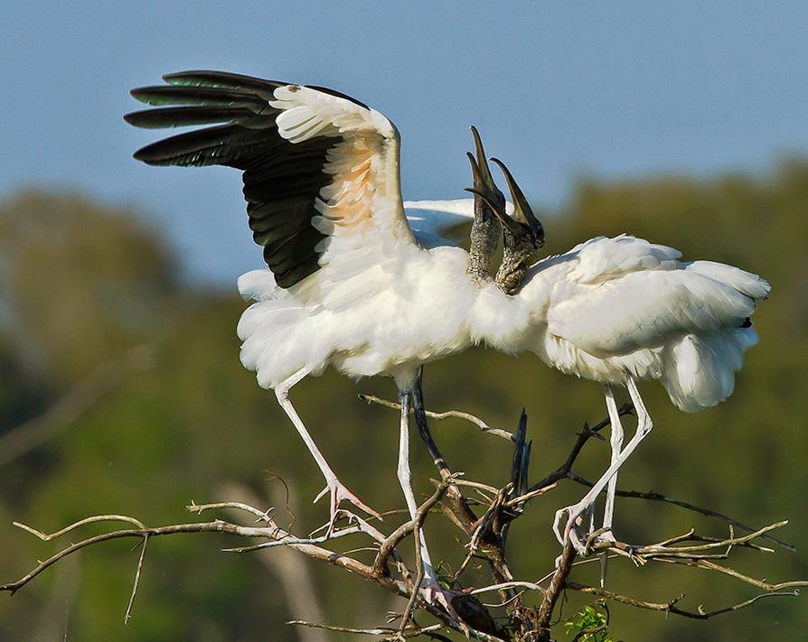 Fins Feathers Photography