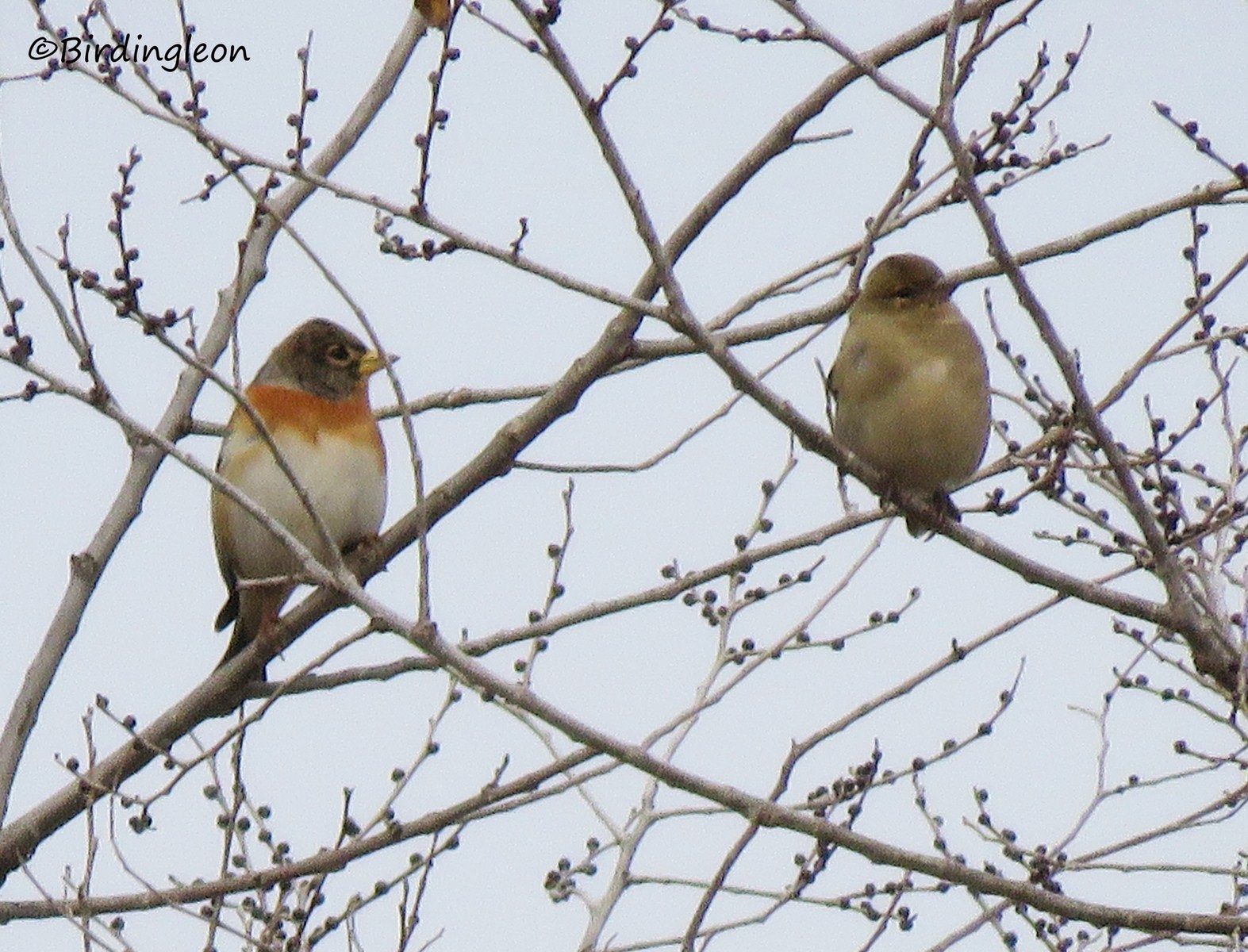 BIRDINGLEON: ¡PINZÓN REAL en el Páramo!