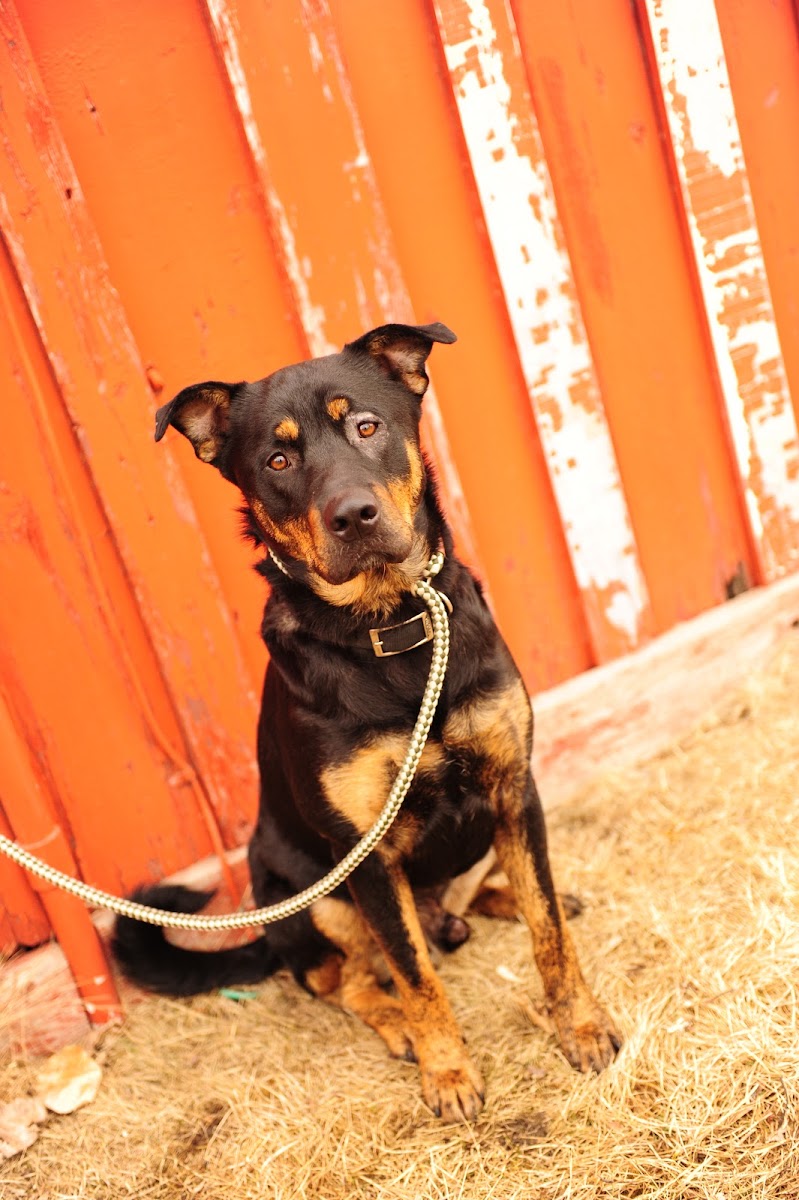 Ross Dance Photography: Bru: Adoptable Rottweiler-Shepherd Mix