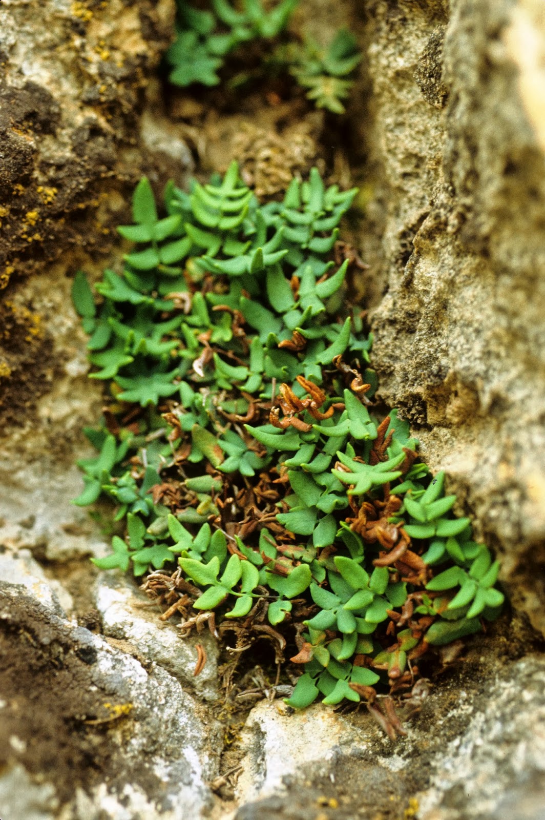 Prairiebreak: "Remembrance, like Rembrandt, is dark but festive"