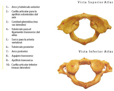región-grupo-plano: Atlas y axis