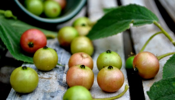 Kersen | Cherry | Benefits For Better Life - FRUITS