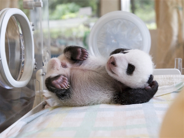 Baby Panda High Five