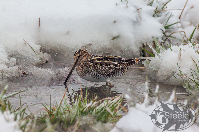 Walkin' With the Wild Woman: Successful Snipe Hunting in 10 Easy Steps