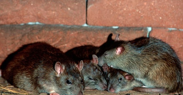 Reach Out Updates: LASSA STRIKES IN NIGERIA