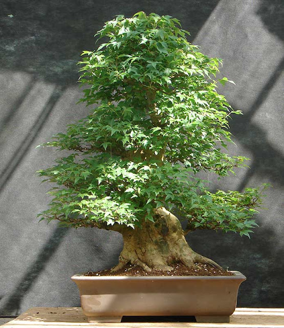 Walter Pall Bonsai Adventures: 30 Japanes trees for sale - German and ...