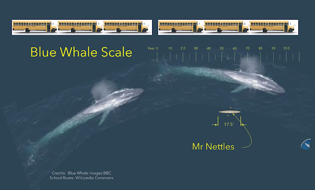 NettlesScience: Blue Whales