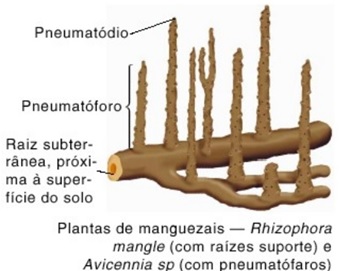 a tricolina biologa: organografia