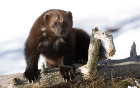 LA NATURALEZA EN CASA: Glotón (Gulo gulo