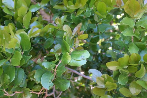 Papo Vives Sacerdote del Bosque: Plantas de Puerto Rico Fotos de Amigos