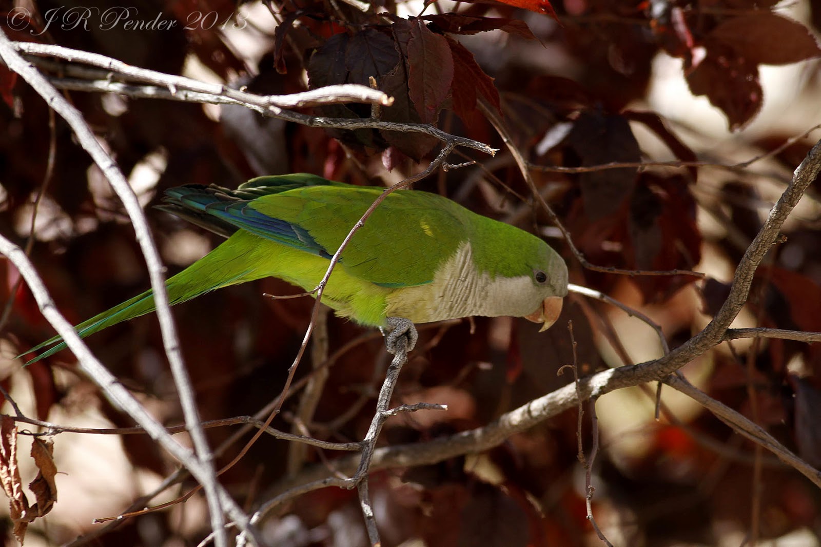 Joe Pender Wildlife Photography: Birds Of Barcelona