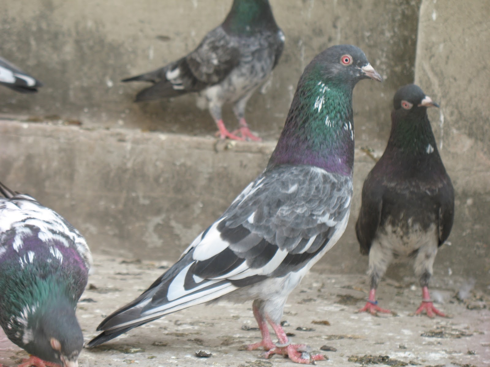 Pakistani Tipplers (Kabootar Baaz) | UK & USA Pigeons | Fancy Pigeons ...