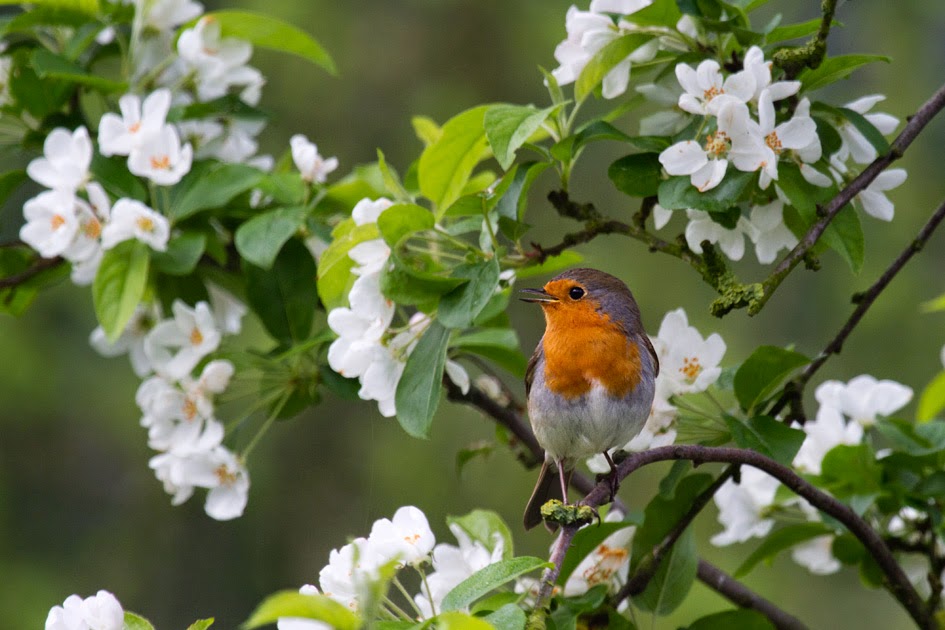 iwings: Robin singing in apple tree