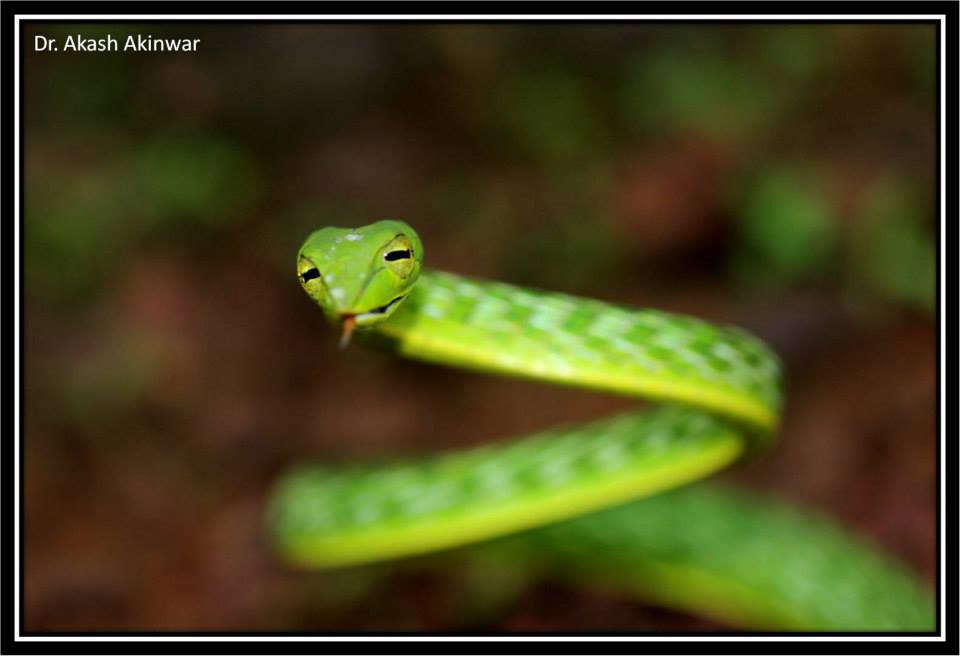 Dr. Akash Akinwar: Amboli Ghat, Biodiversity Hotspot! Amboli - Paradise ...