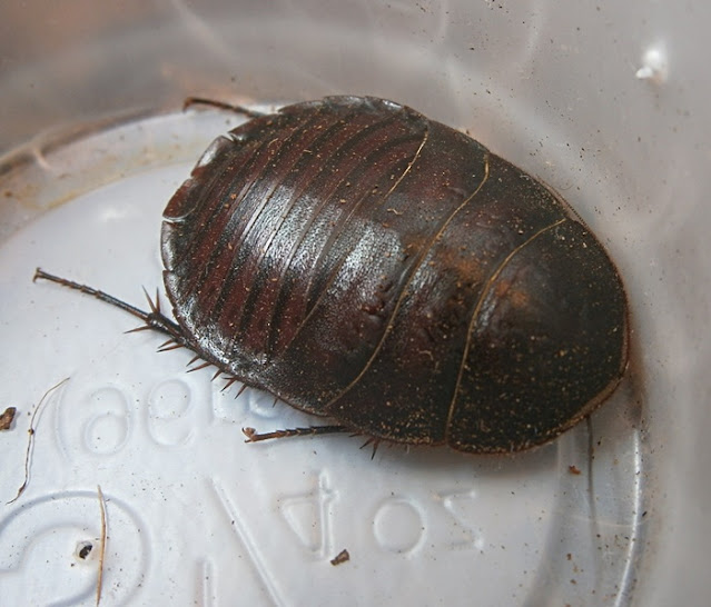 Invertebrate Dude: Egypt Sand Roach Update