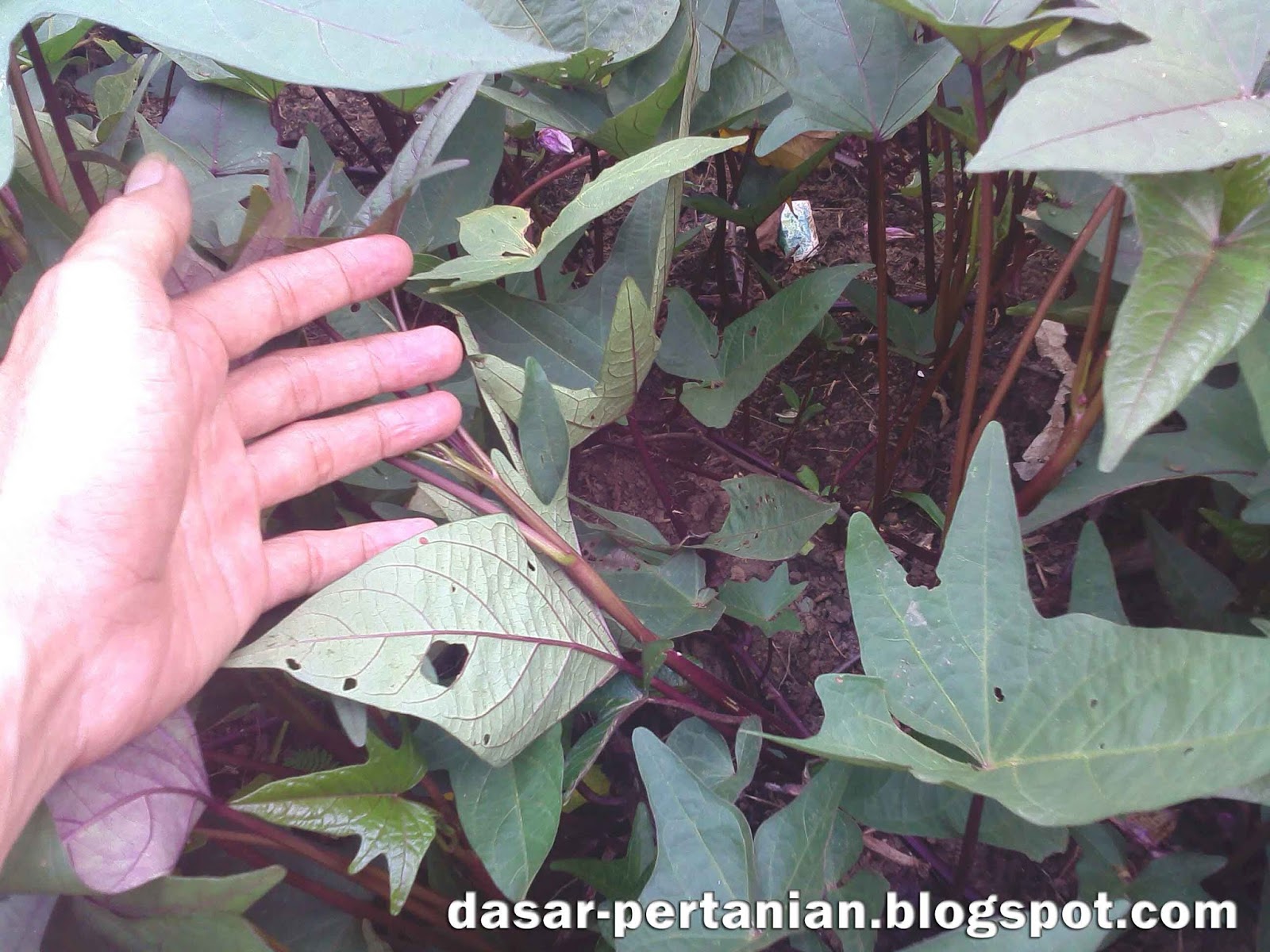 Panduan Budidaya Ubi Jalar Biar Cepat Sukses - saung petani