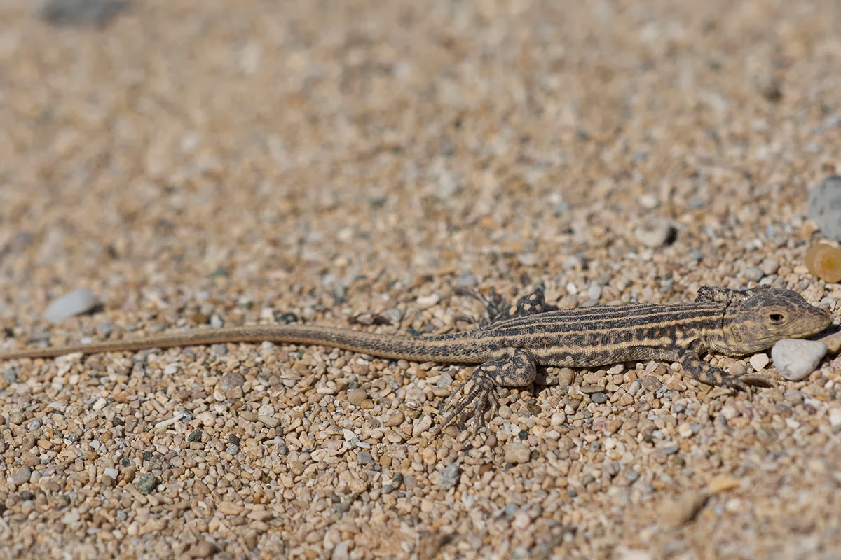 Yorkshire Field Herping and Wildlife Photography: Cyprus 2014 Lizards ...