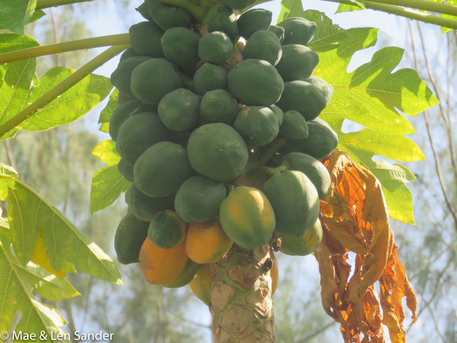 Mae's Food Blog: Island Food