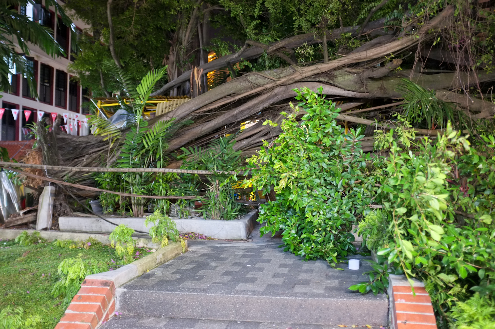 Tales of the mysterious Toa Payoh God Tree that has finally fallen ...