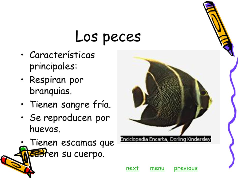 ANIMALES VERTEBRADOS: Peces