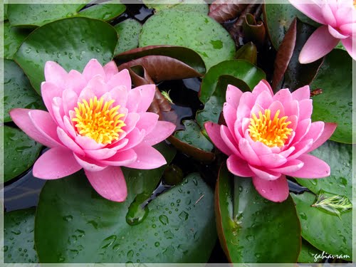 Handmade Creations: Floare de nufar