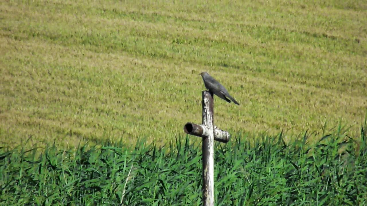 PASARI DIN ROMANIA: CUCUL (2), Cuculus canorus