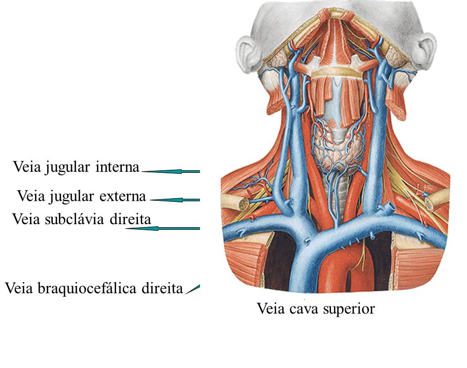 Veia Jugular Interna E Externa - RETOEDU