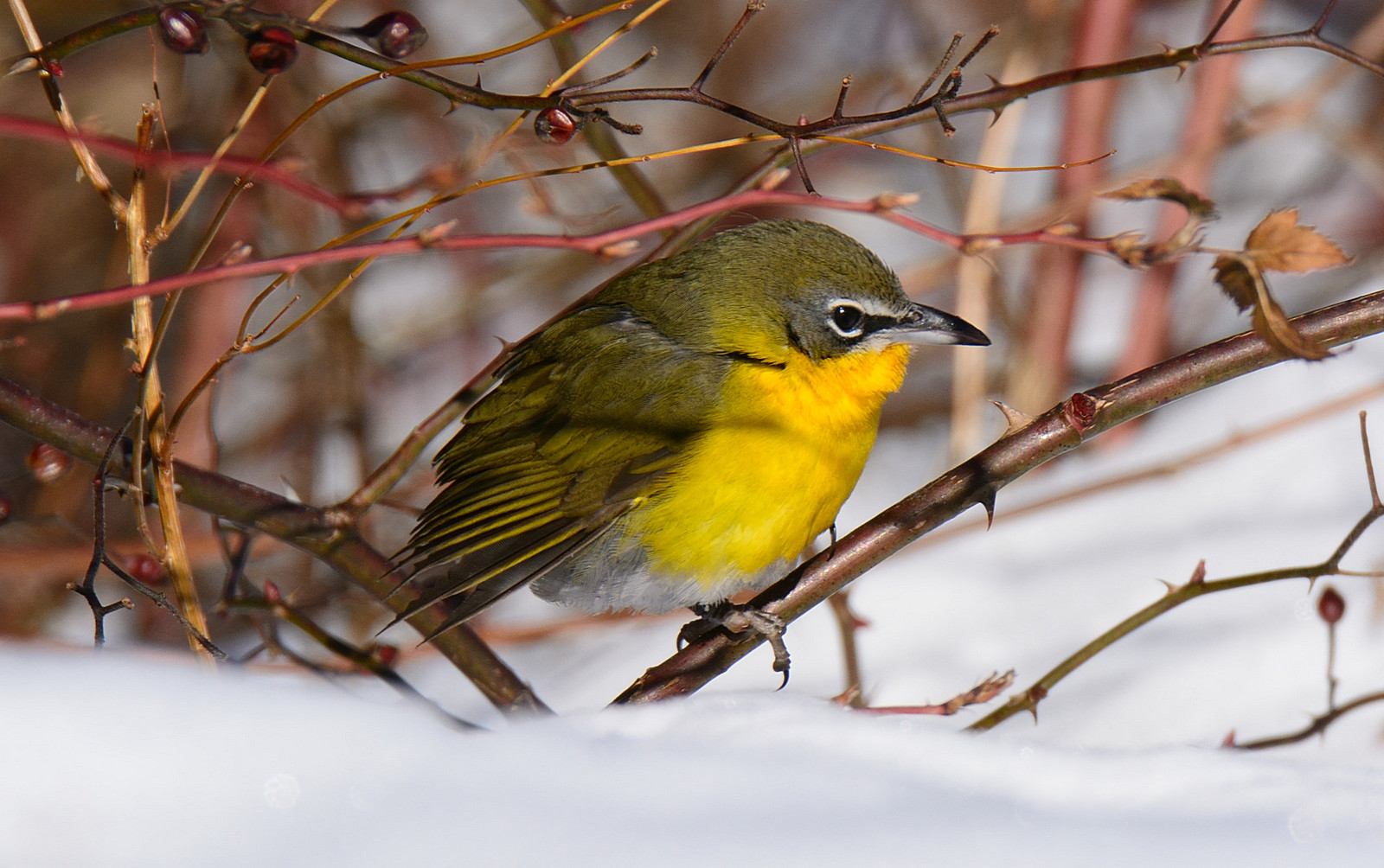 Turbo's Track and Photo Tour: Yellow Breasted Chat, Song Sparrow ...