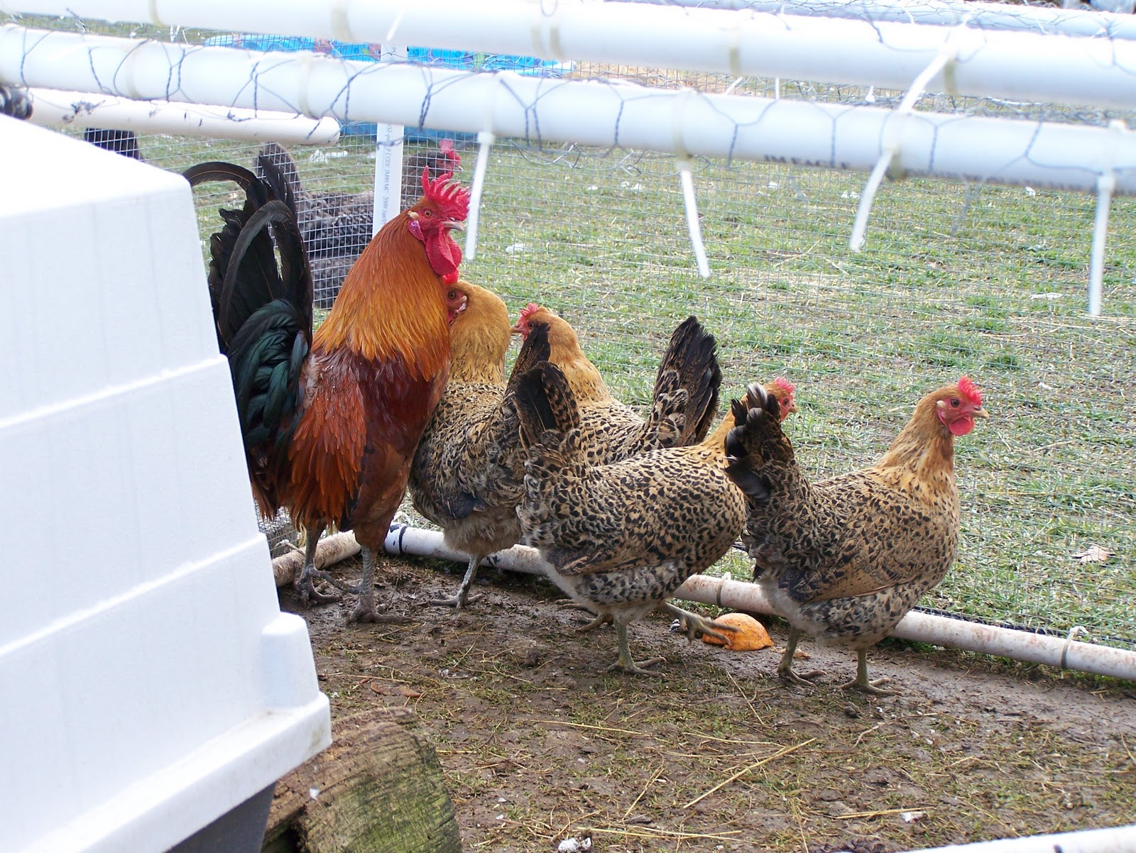 Sherry's Crazy Menagerie: Sicilian Buttercups