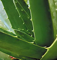 agua-salud y vida: La sábila