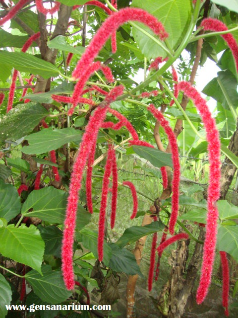 Durian Garden, Polomolok || GENSANarium
