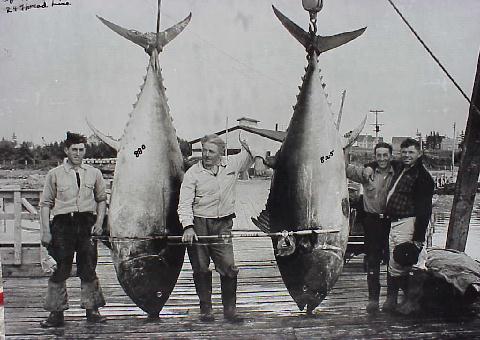 Edge of Law: How Much Is Your Tuna Worth? $736,000?