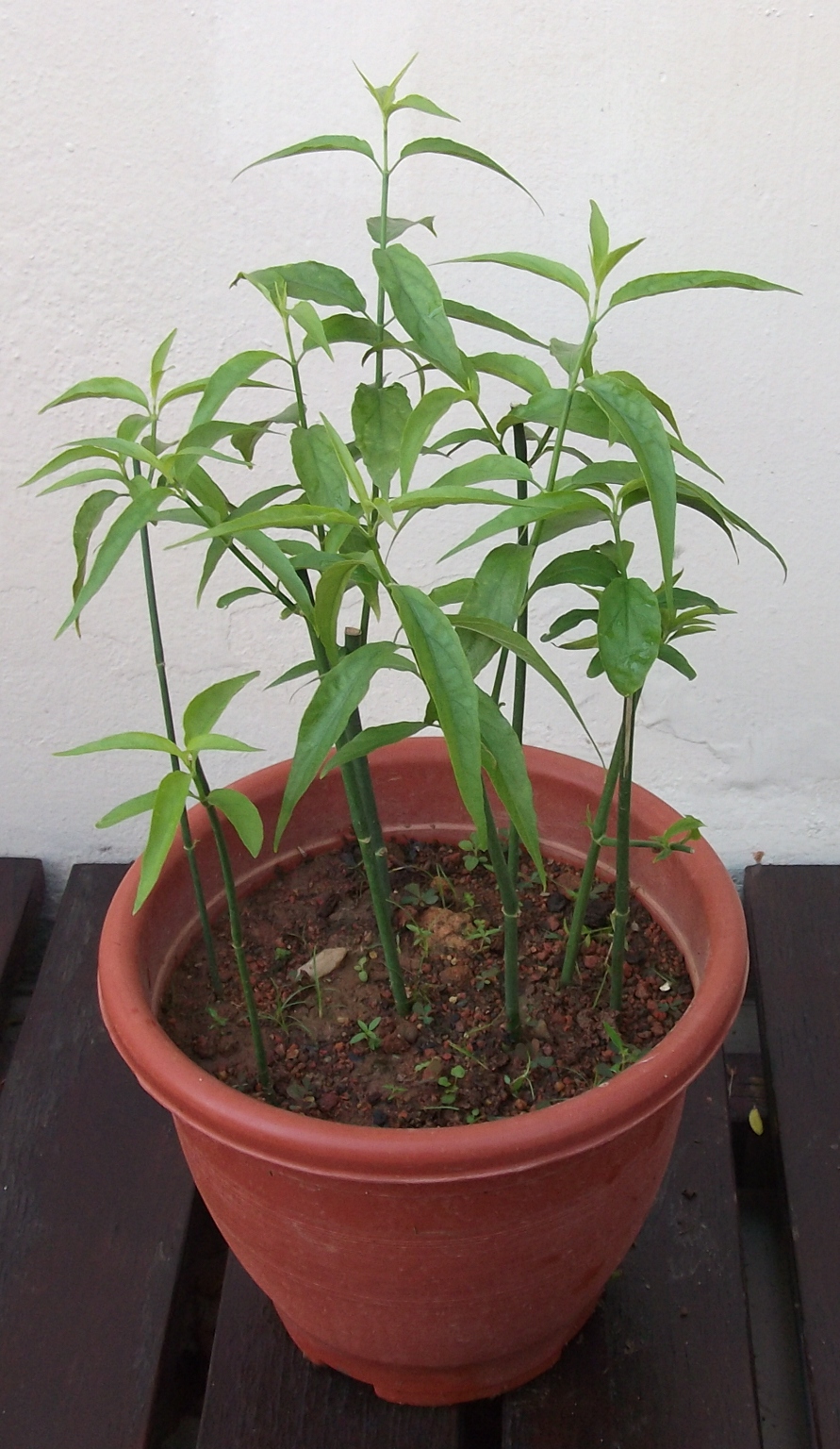 Sabah Snake Grass Dealer Singapore: Prices of Sabah Snake Grass Leaves